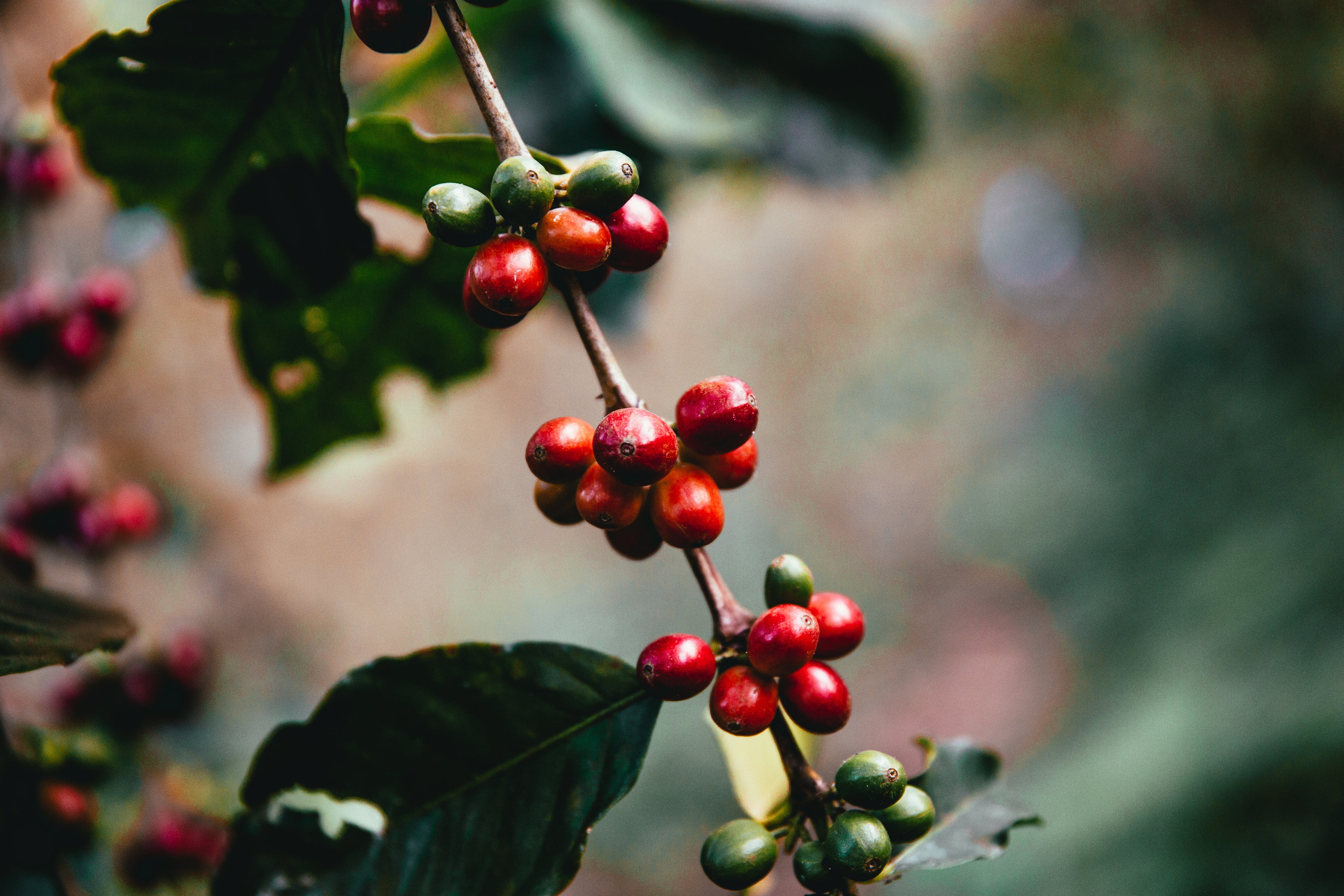36th Parallel Coffee Roasters - Specialty Coffee for the cafe and home